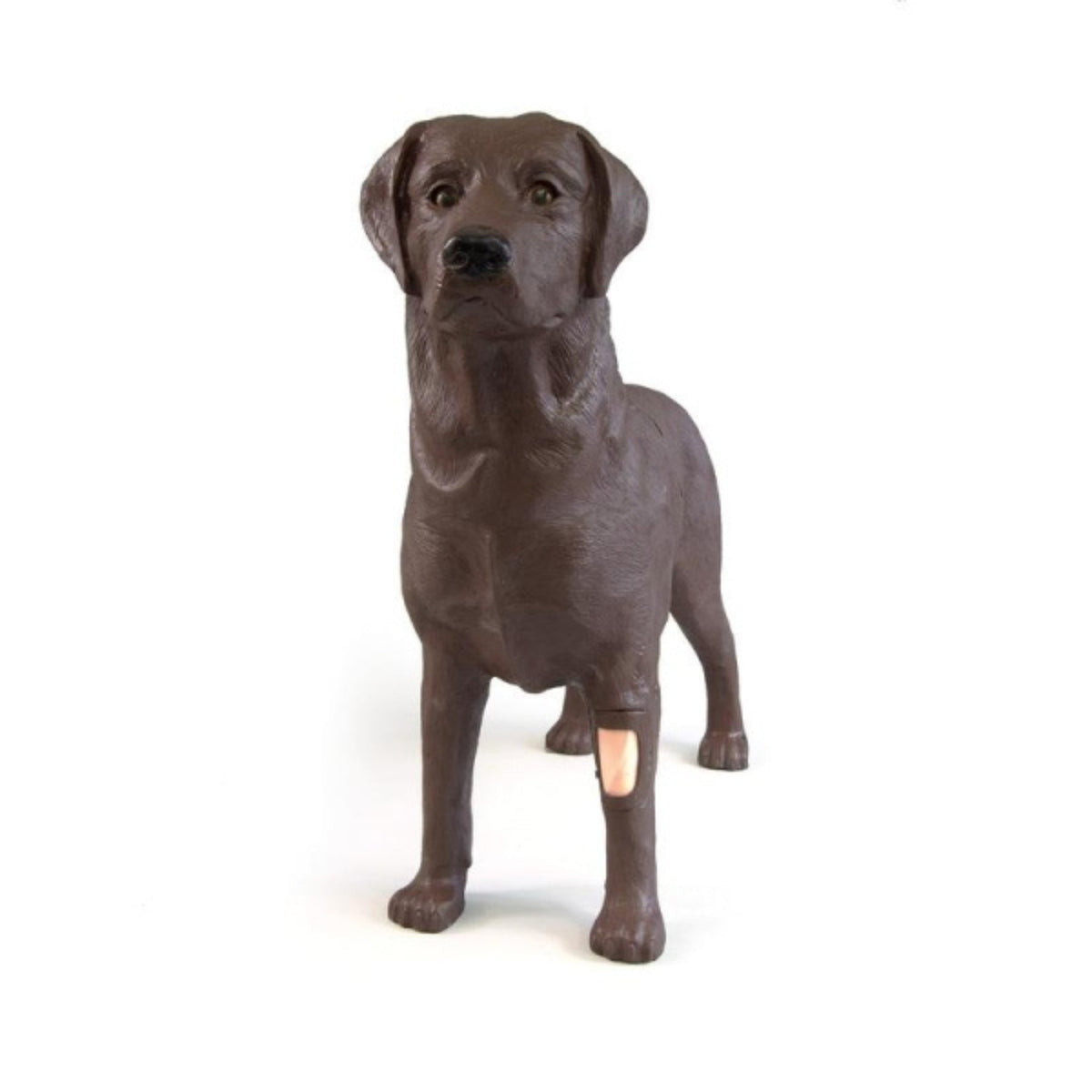 Canine Simulators - Realistic Canine Manikins for Veterinary Training ...