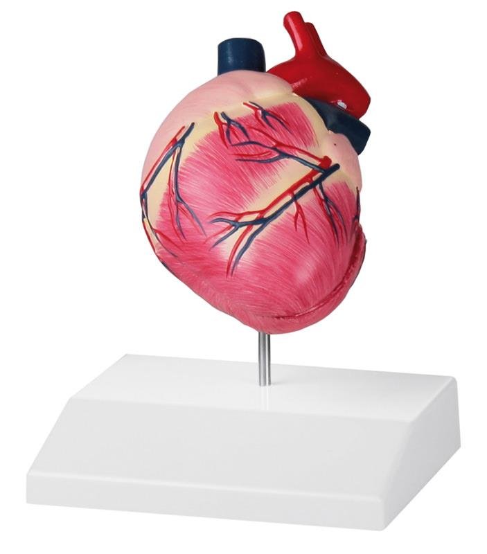 Veterinary Anatomical Models — Sim & Skills