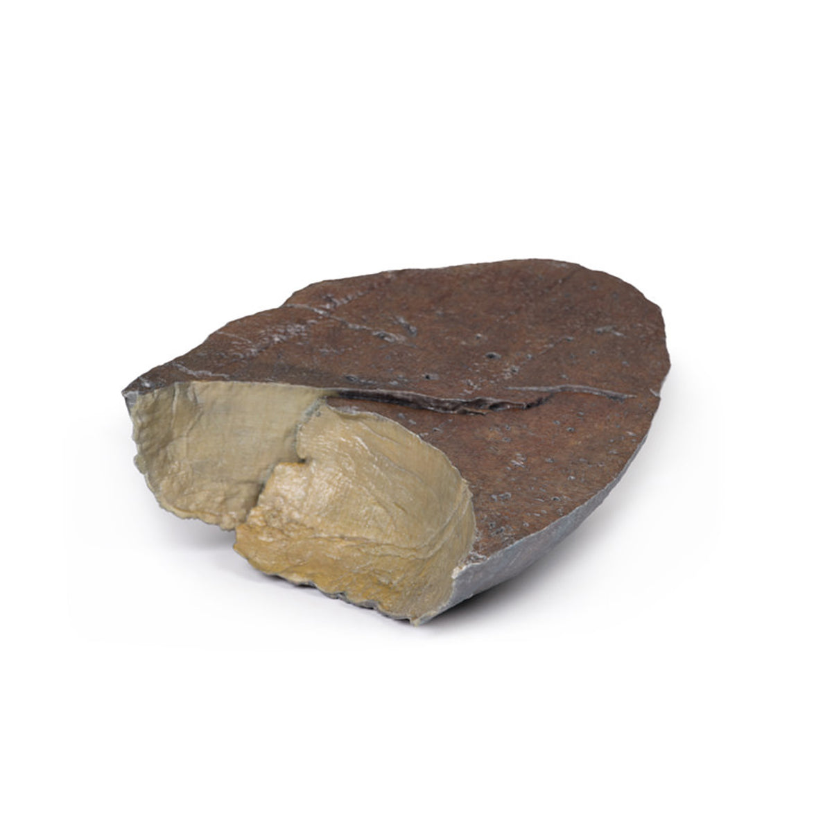Right lung, hilum removed – Sim & Skills