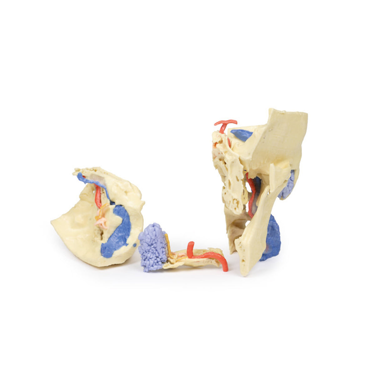 Temporal Bone Model, Set of 3 – Sim & Skills