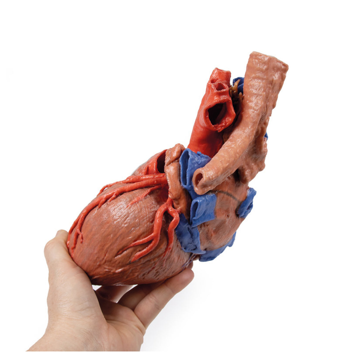 Heart and the distal trachea, carina and primary bronchi – Sim & Skills
