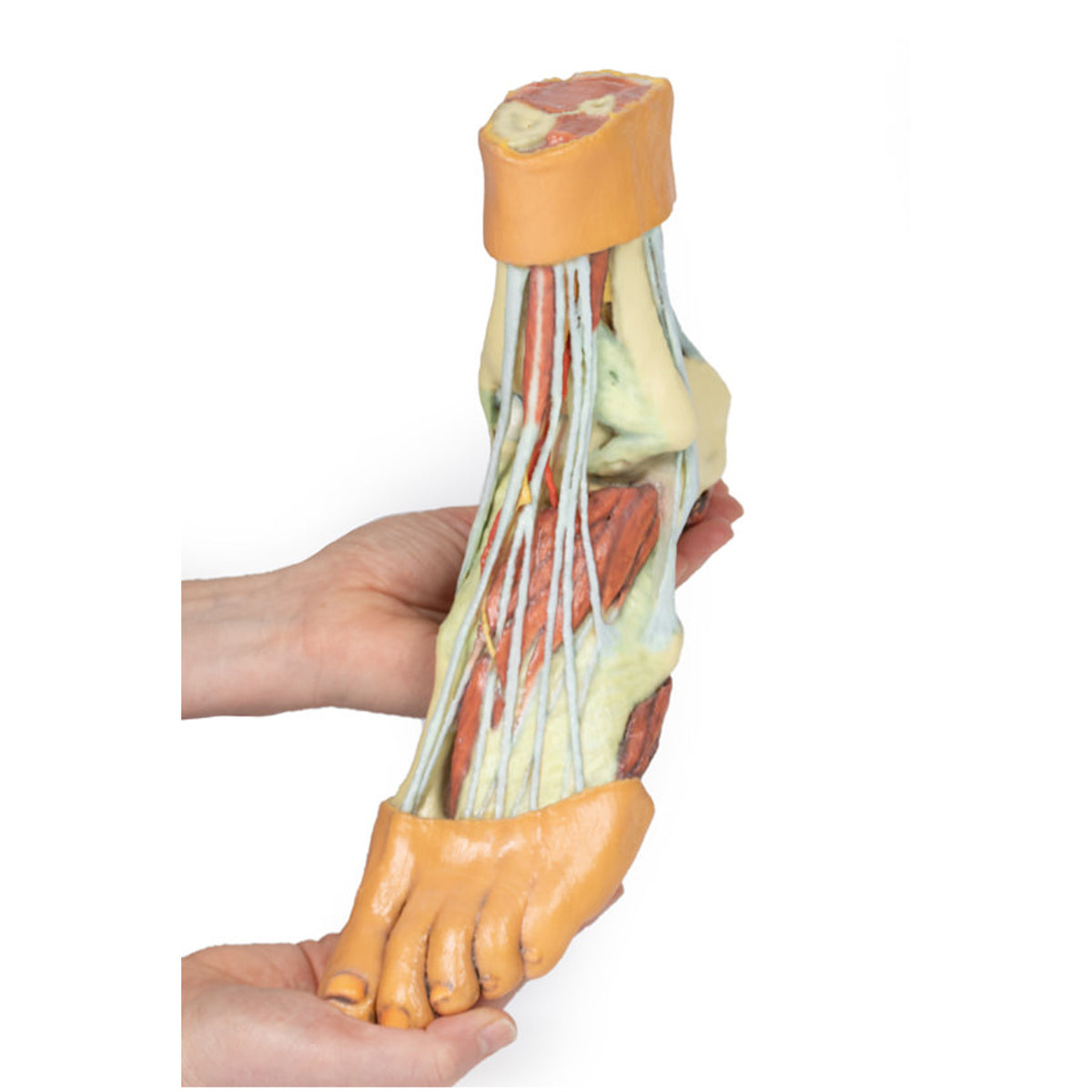 Foot - Structures of the plantar surface – Sim & Skills