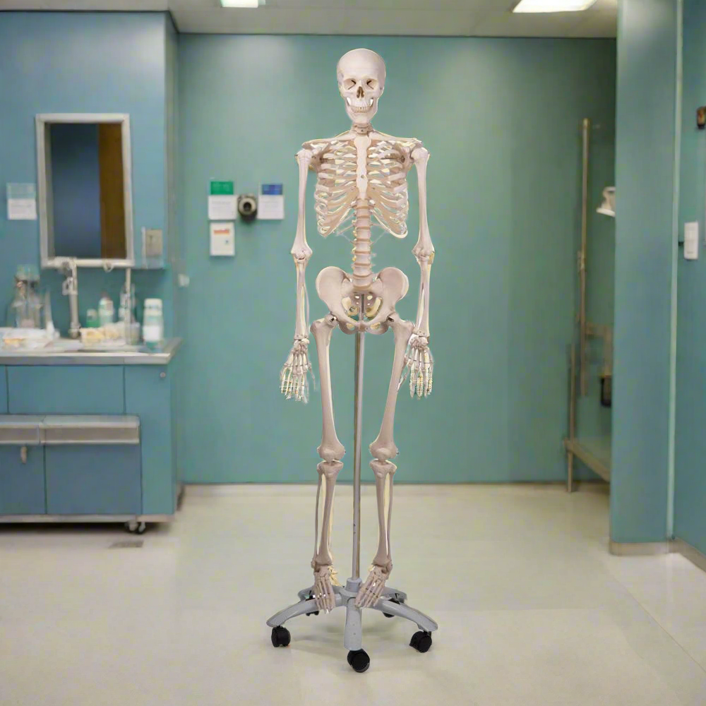 Human Skeleton Model - Stan | Sim & Skills