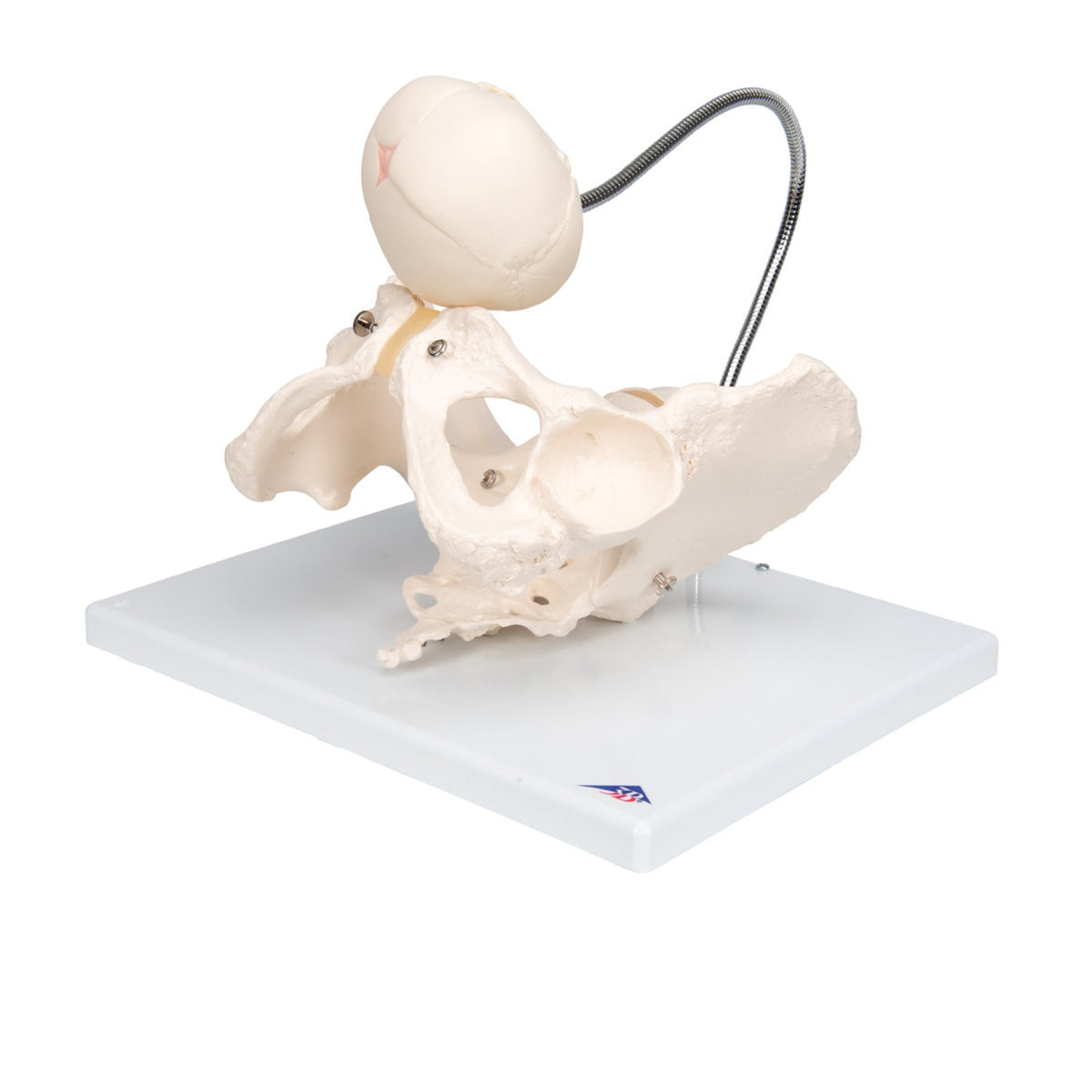 Childbirth Demonstration Pelvis Skeleton Model with Fetal Skull - Sim ...