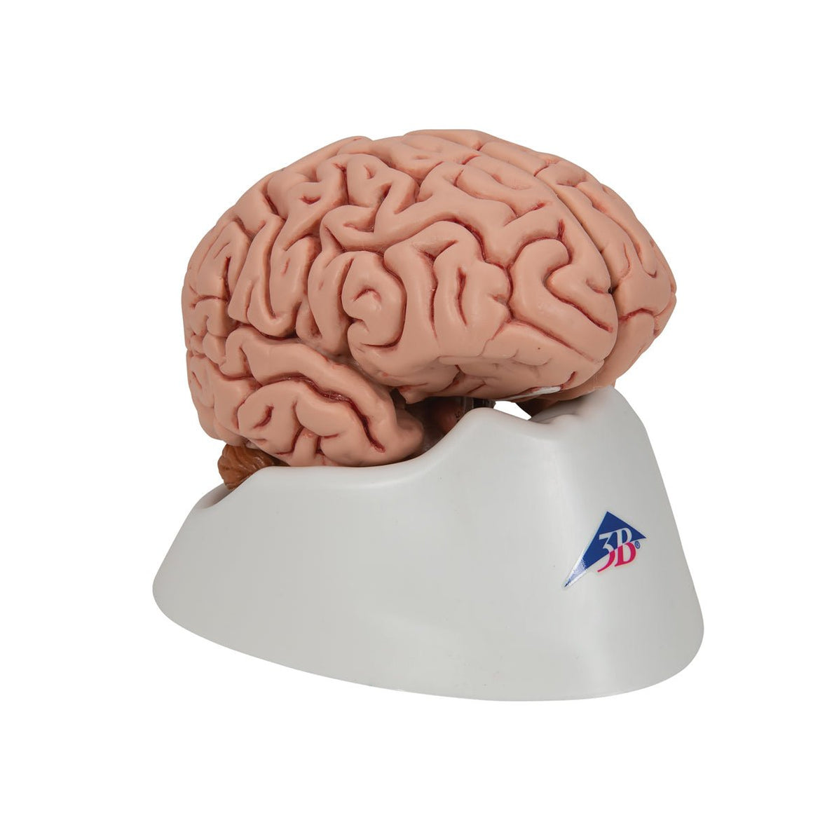 Human Brain Model, 5 part - 3B Smart Anatomy - Sim & Skills