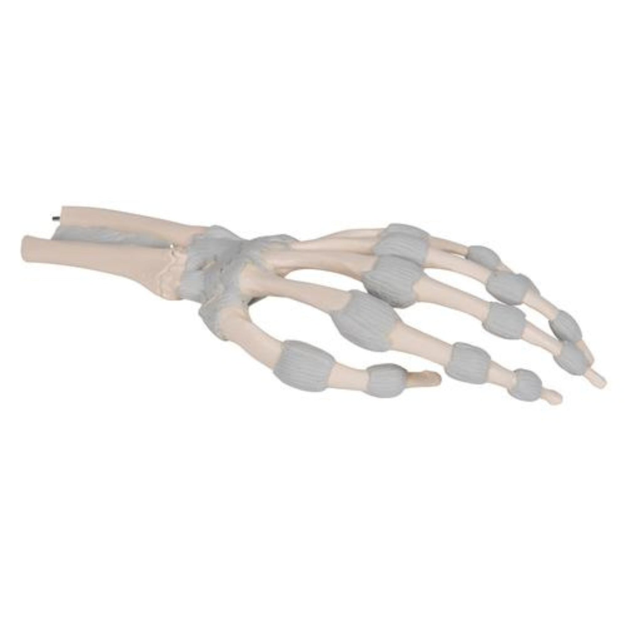 Hand Skeleton Model with Elastic Ligaments — Sim & Skills