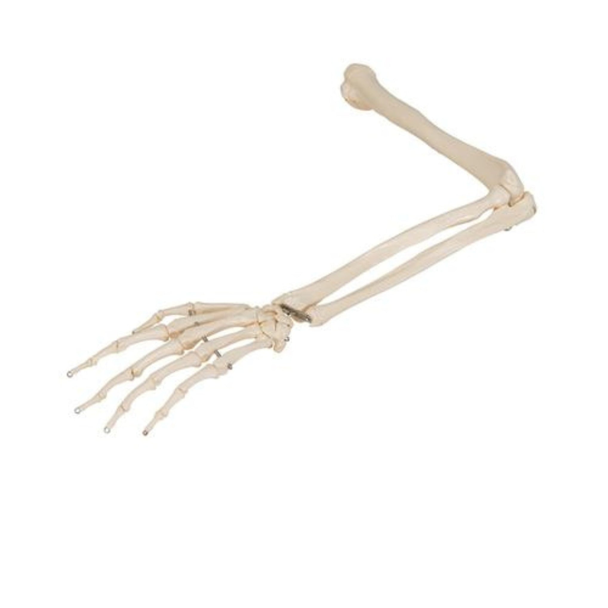 Human Arm Skeleton Model, Wire Mounted — Sim & Skills