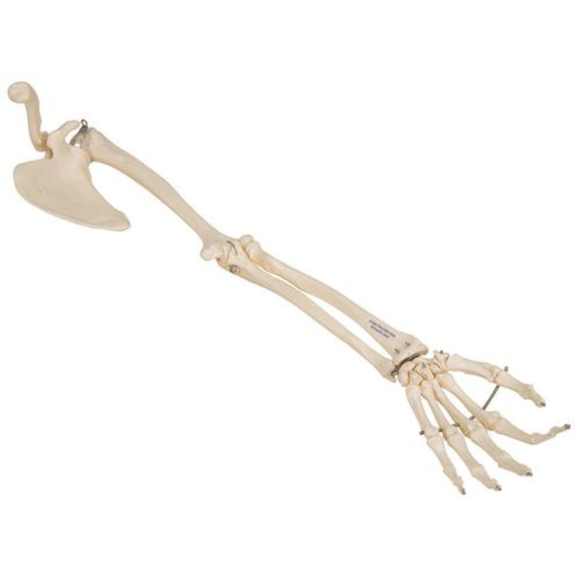 Human Arm Skeleton Model with Scapula & Clavicle — Sim & Skills