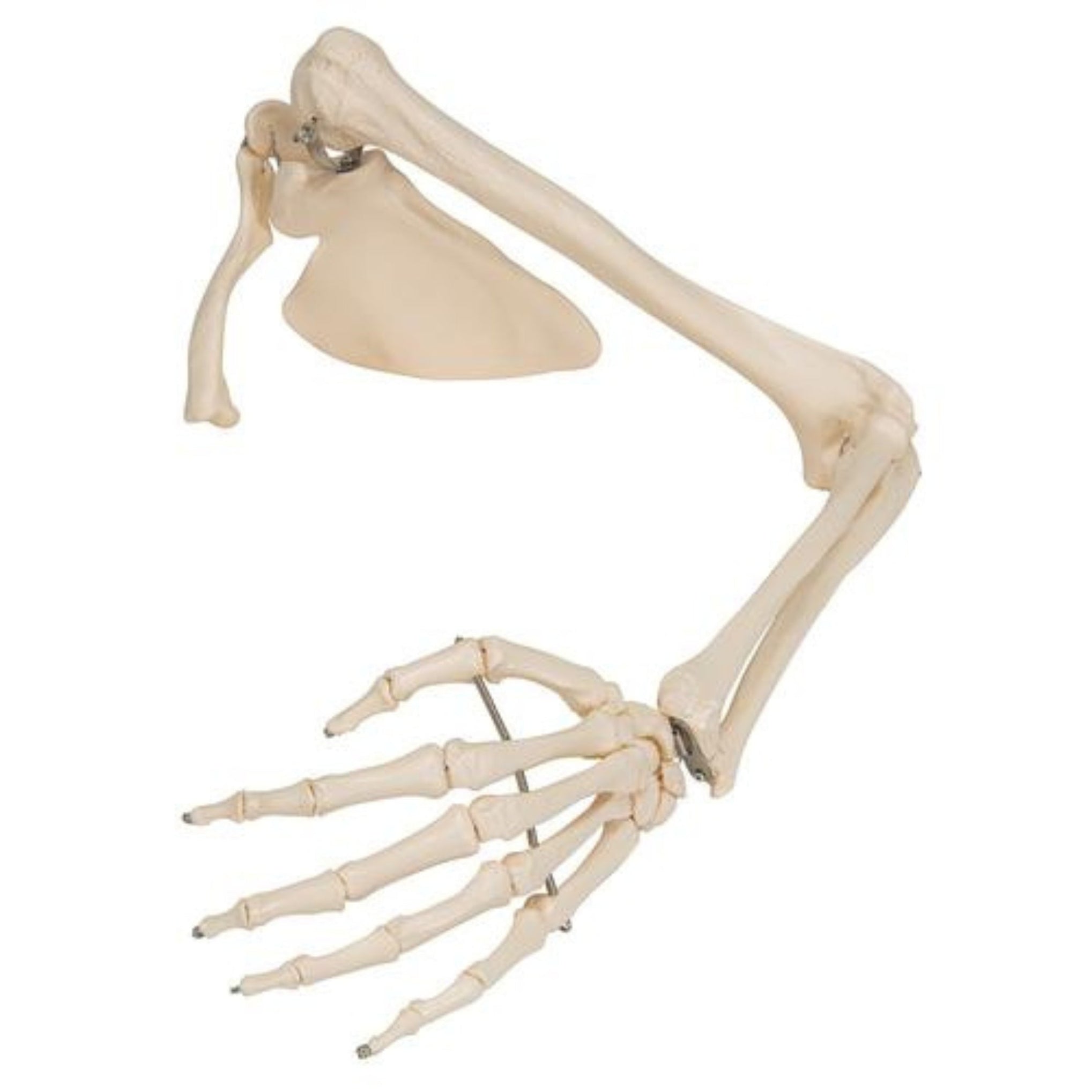 Human Arm Skeleton Model with Scapula & Clavicle — Sim & Skills
