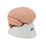 Human Brain Model, 4 part - 3B Smart Anatomy - Sim & Skills