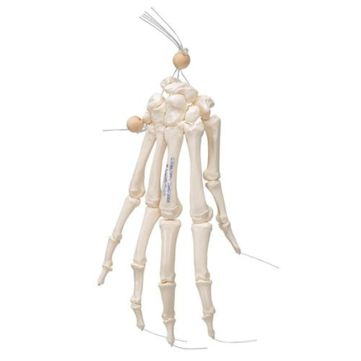 Human Hand Skeleton Model, Loosely on Nylon String – Sim & Skills