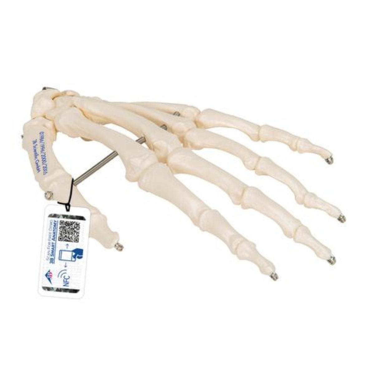 Human Hand Skeleton Model, Wire Mounted – Sim & Skills