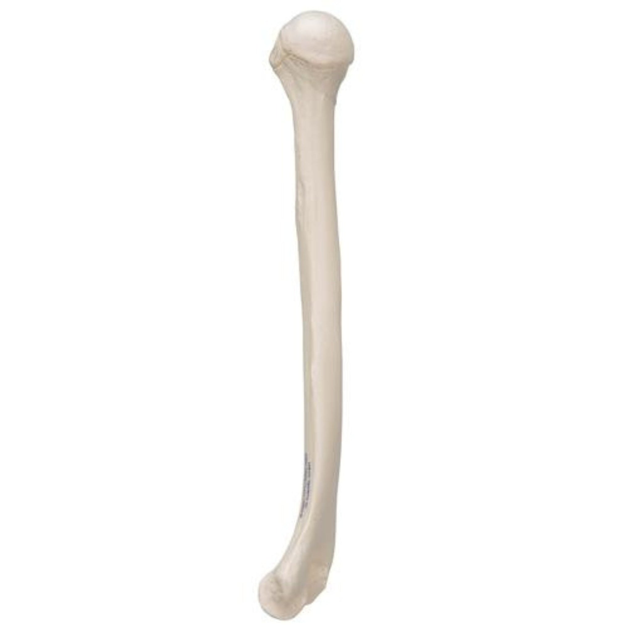 Human Humerus Model — Sim & Skills