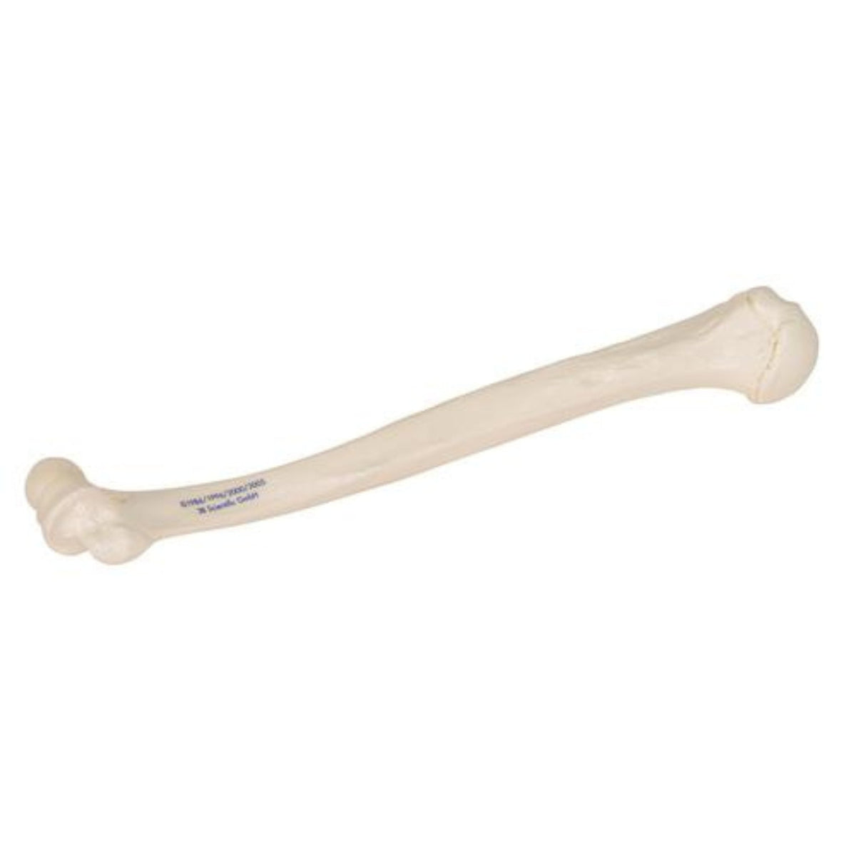 Human Humerus Model – Sim & Skills