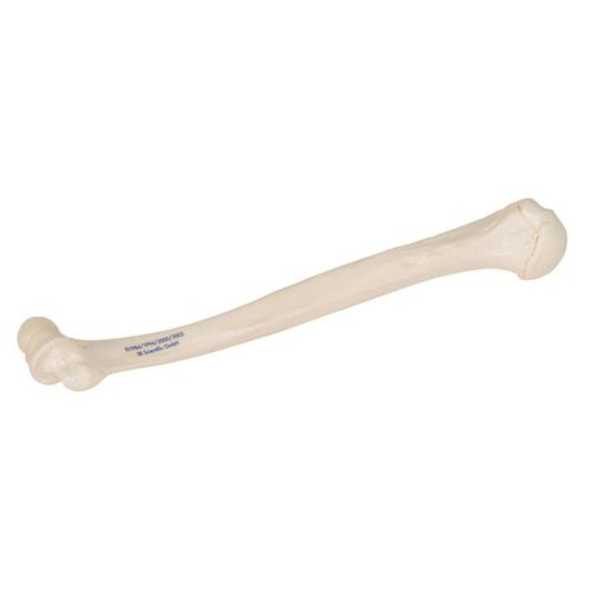 Human Humerus Model — Sim & Skills