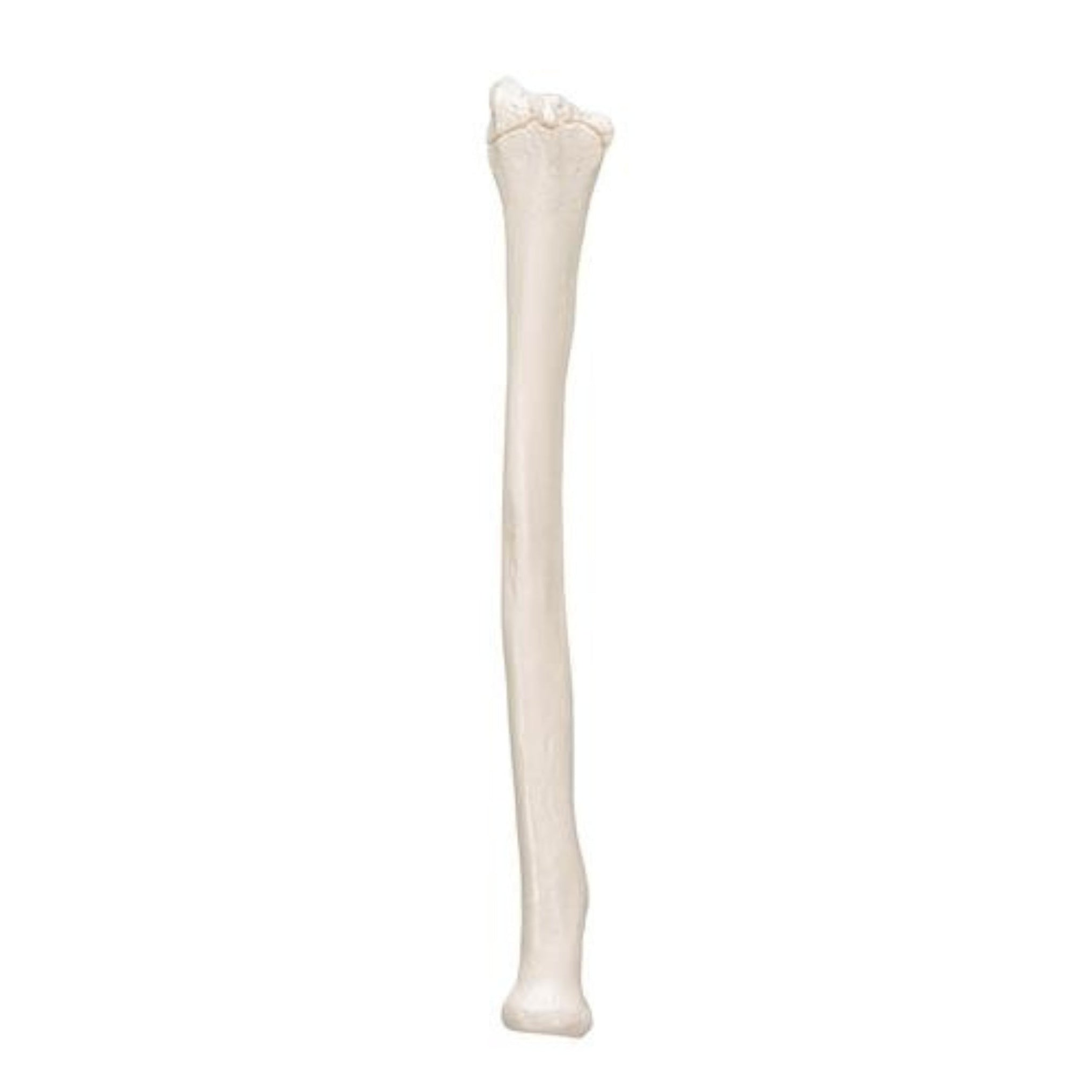 Human Radius Model — Sim & Skills