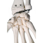 Human Skeleton Model - Stan - Sim & Skills