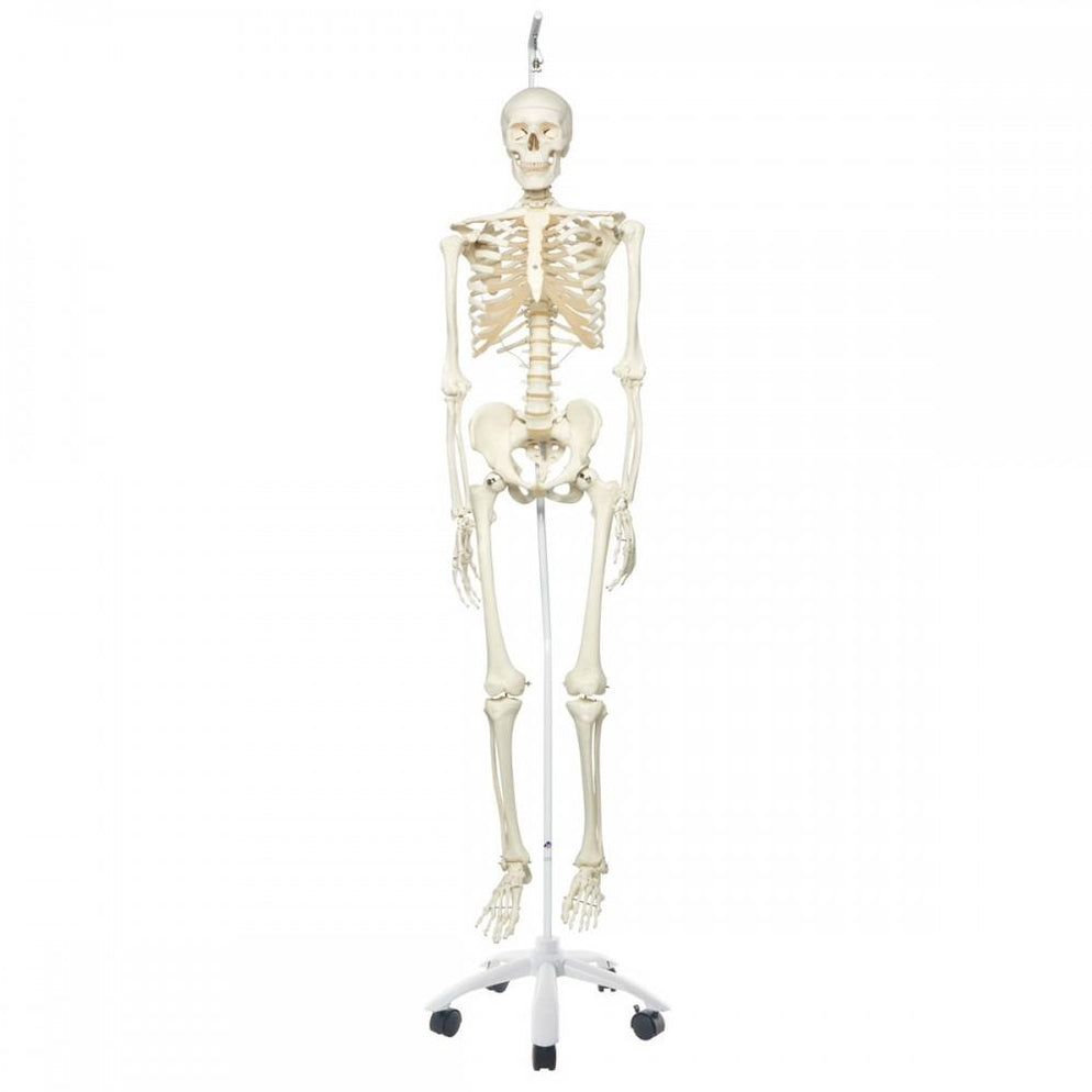 Human Skeleton Model - Stan - Sim & Skills