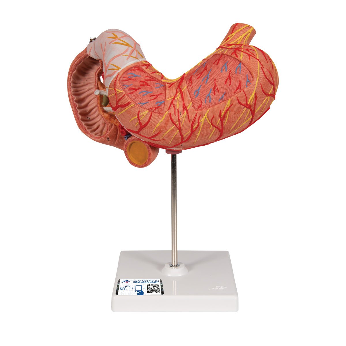 Human Stomach Model, 3 part - 3B Smart Anatomy - Sim & Skills