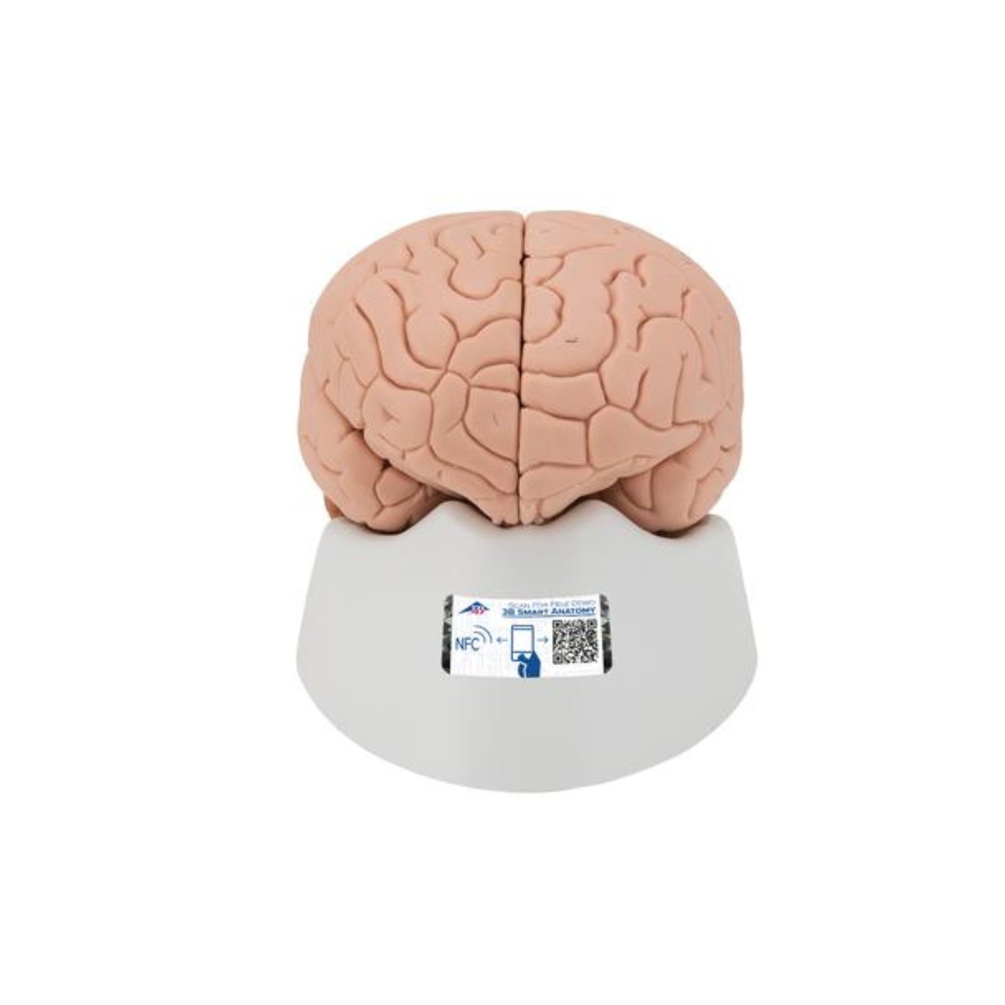 Introductory Human Brain Model, 2 part — Sim & Skills