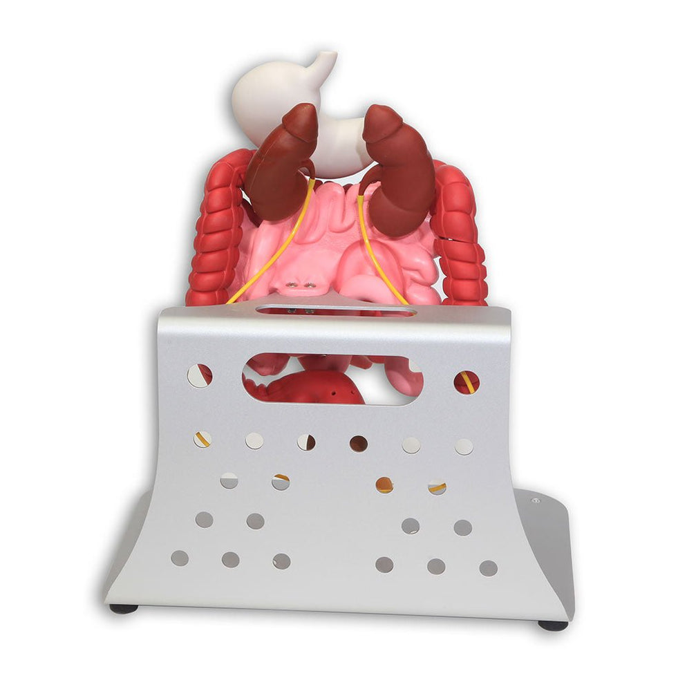 Otto Ostomy Anatomical Model - Sim & Skills