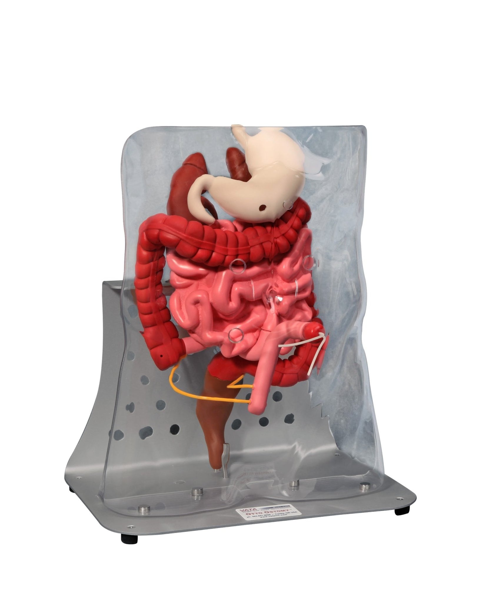 Otto Ostomy Anatomical Model - Sim & Skills